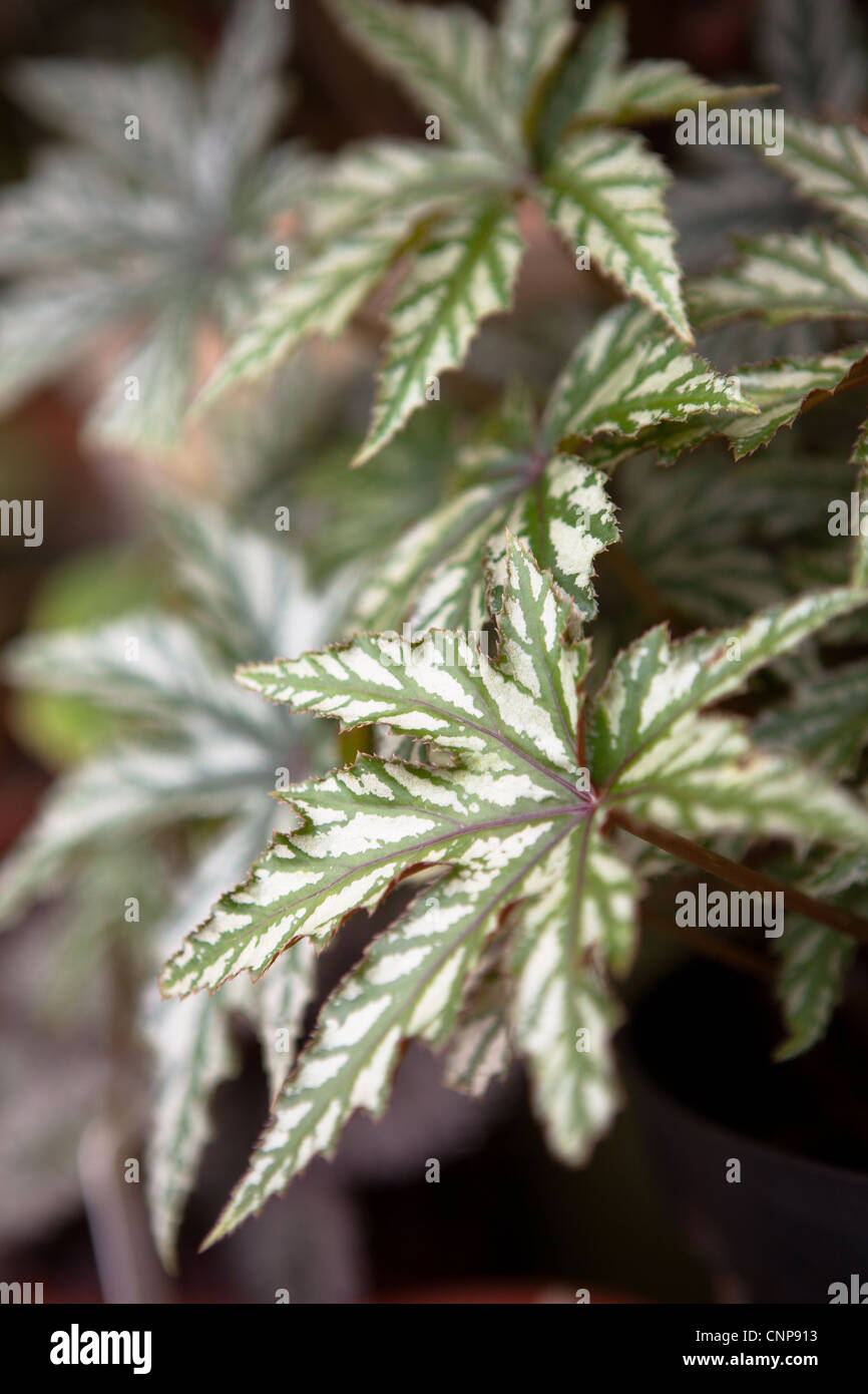 Variegated Begonia Leaf - Plant detail - Botanical Photographs Stock ...
