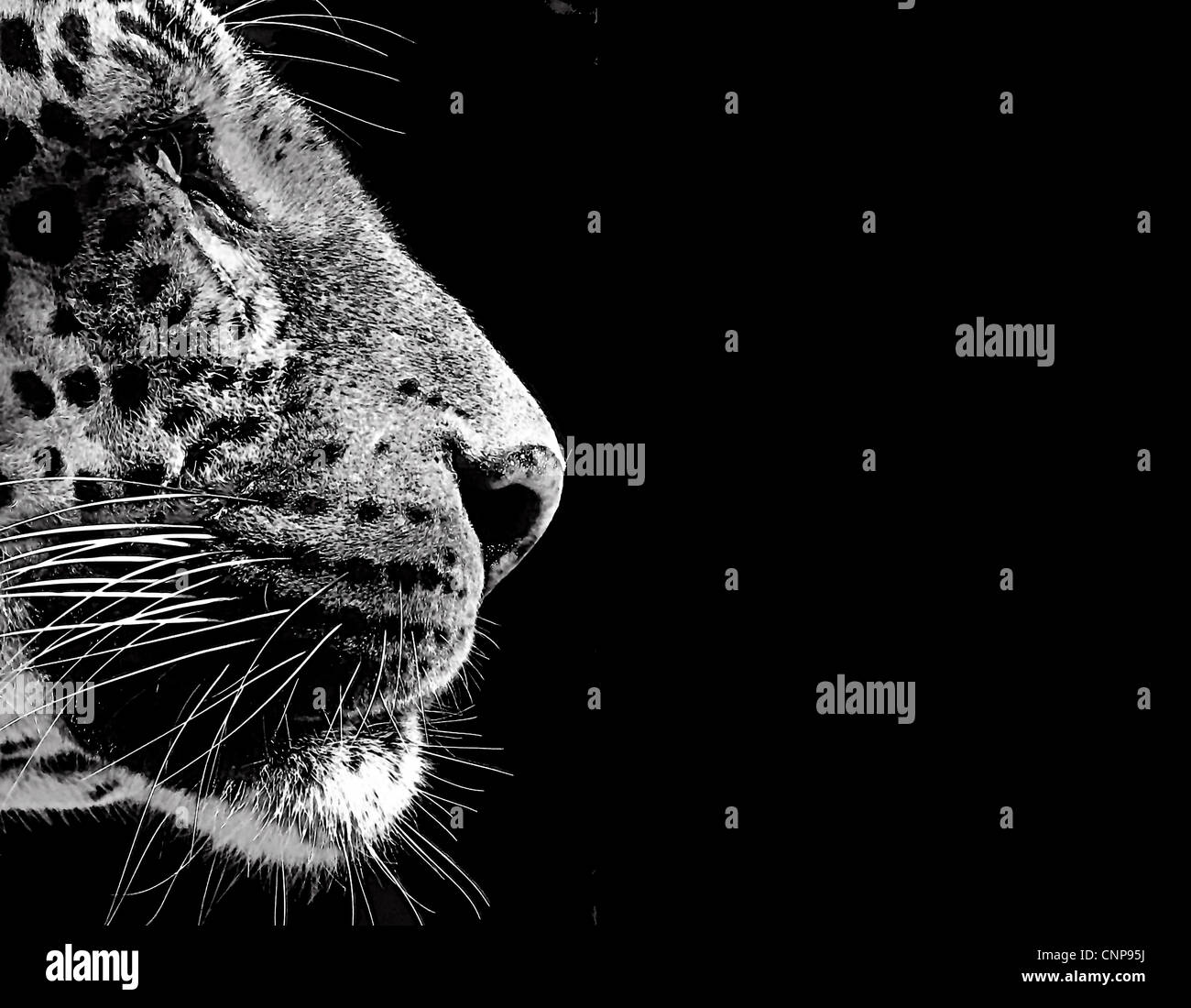 Black and White Isolated Leopard Face Card Stock Photo - Alamy