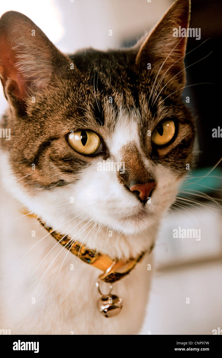 cat, moon, eyes, animal, feline, mysterious, mascot, character ...