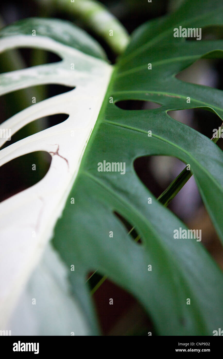 Monstera variegata white and green leaf - Botanical Photographs Stock ...