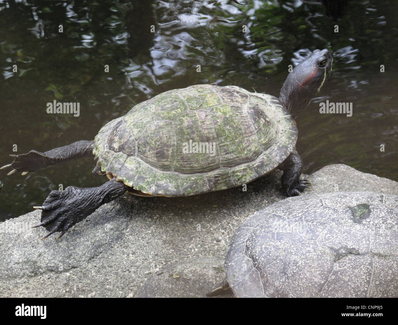 A relaxing turtle Stock Photo - Alamy