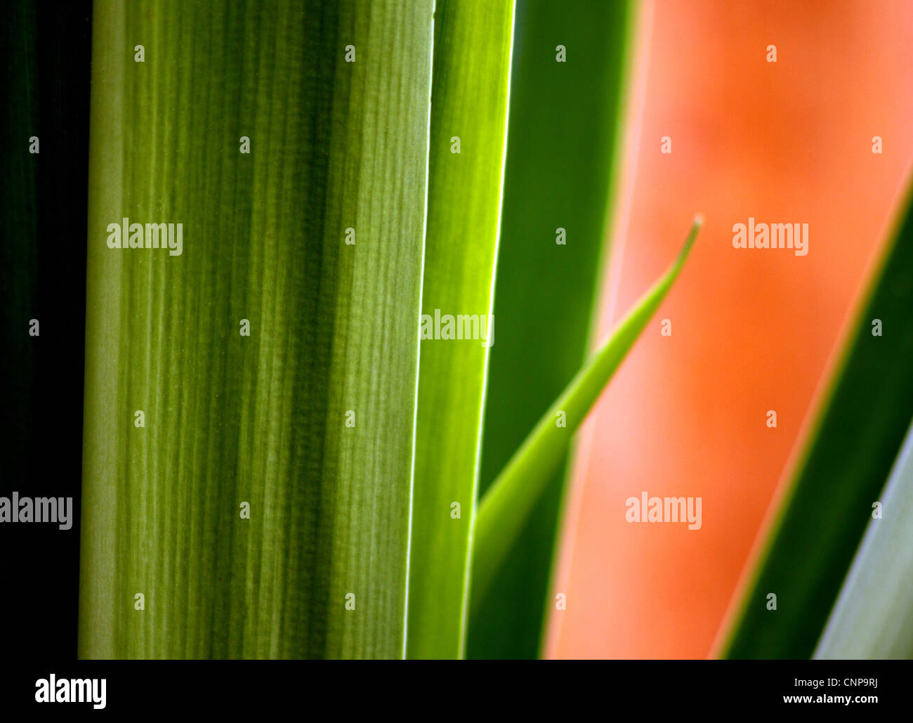 Straight long leaves in a botanical garden Stock Photo - Alamy