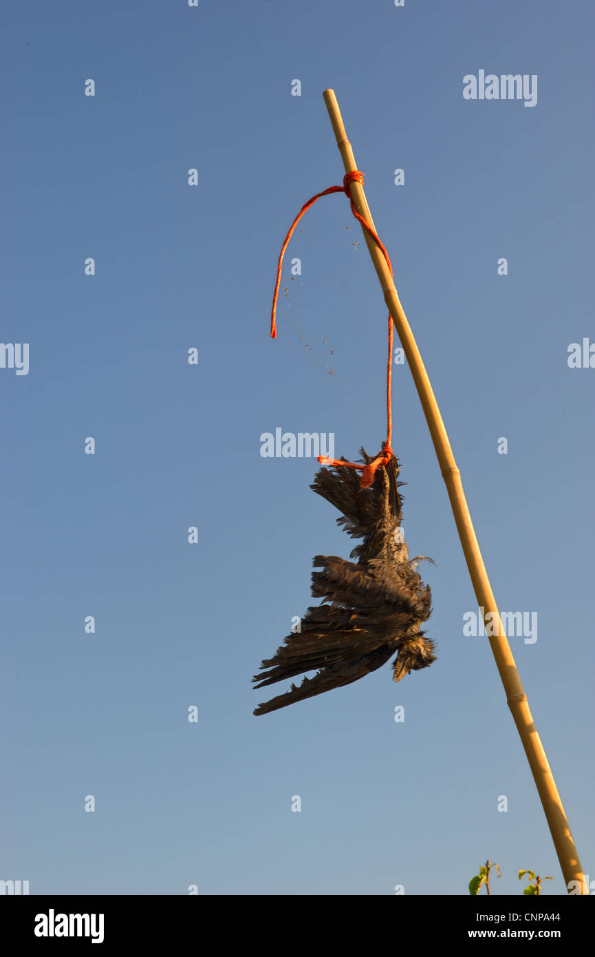 Scare Birds High Resolution Stock Photography and Images - Alamy