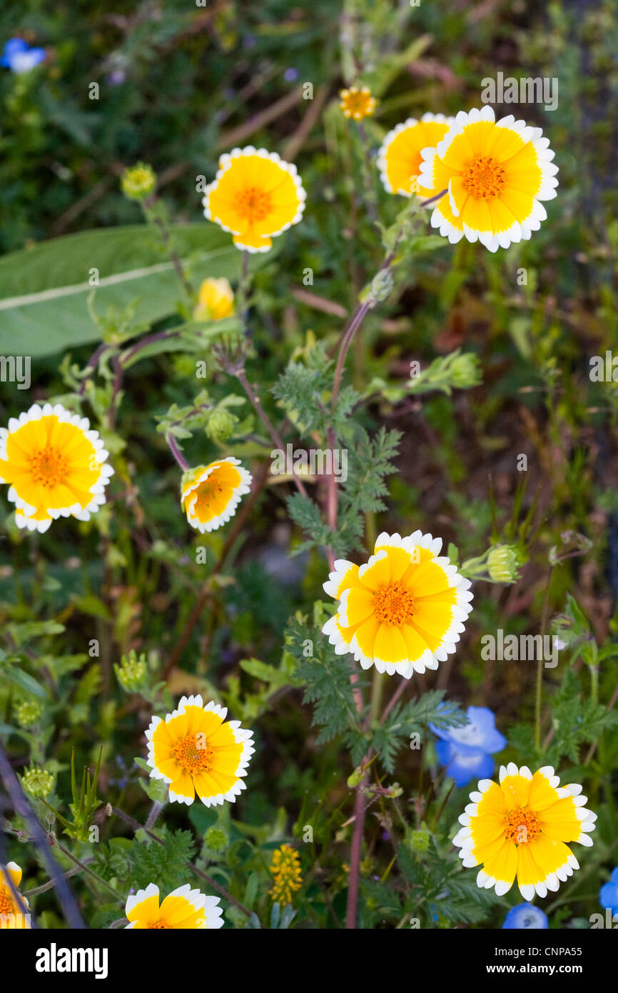 Coastal Tidytips Layia platyglossa Los Angeles, California, United ...