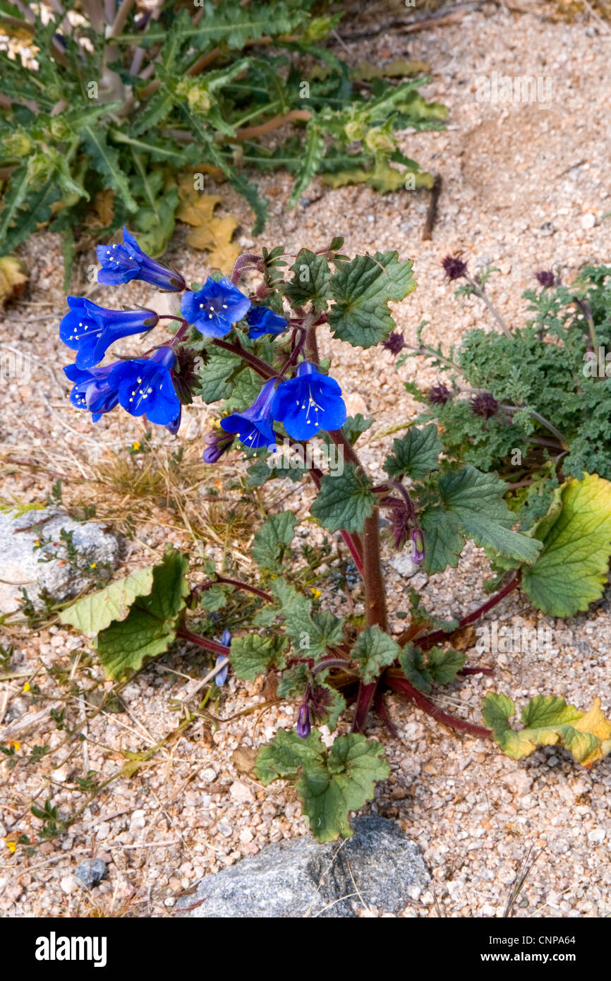 Phacelia campanularia hi-res stock photography and images - Alamy