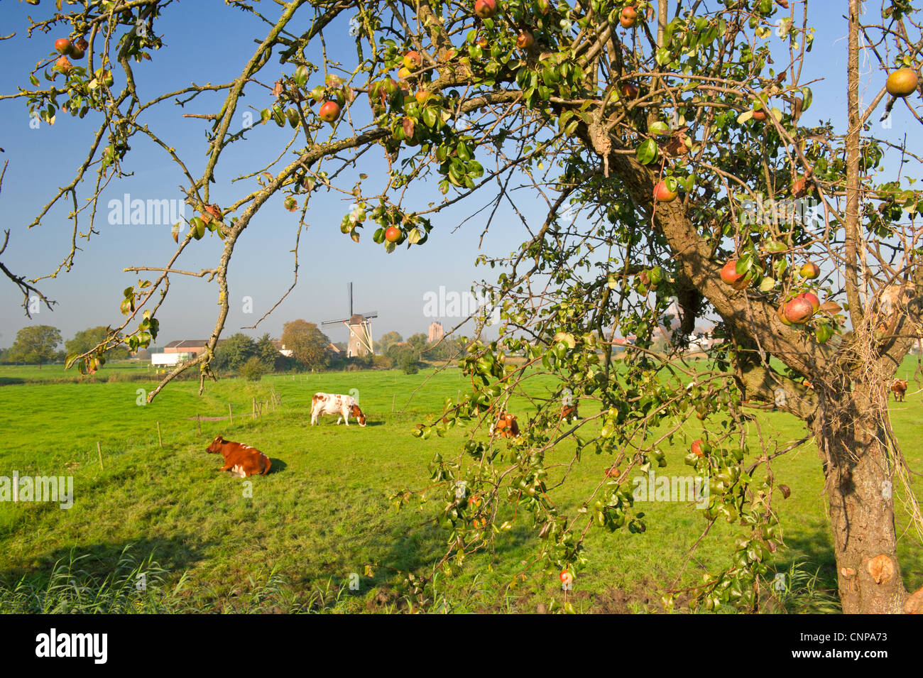 Typical dutch tower mill hi-res stock photography and images - Alamy