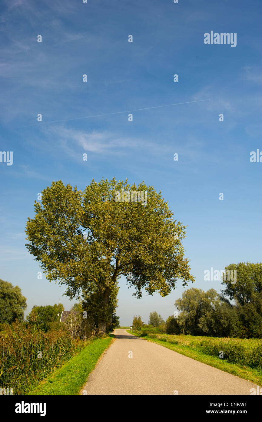 empty road in vertical Dutch summer landscape Stock Photo - Alamy