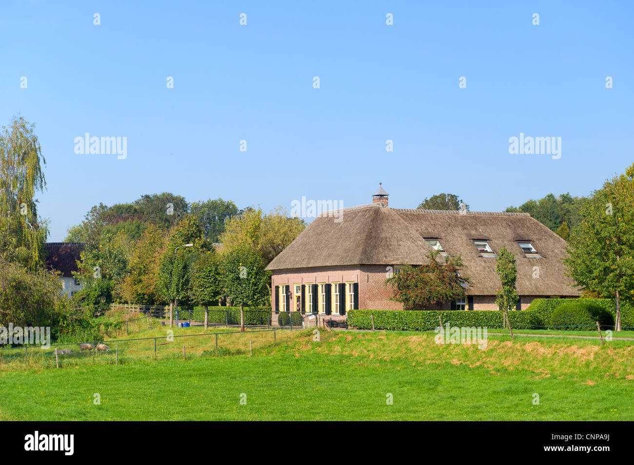 Typical Dutch farm house with reed roof Stock Photo - Alamy