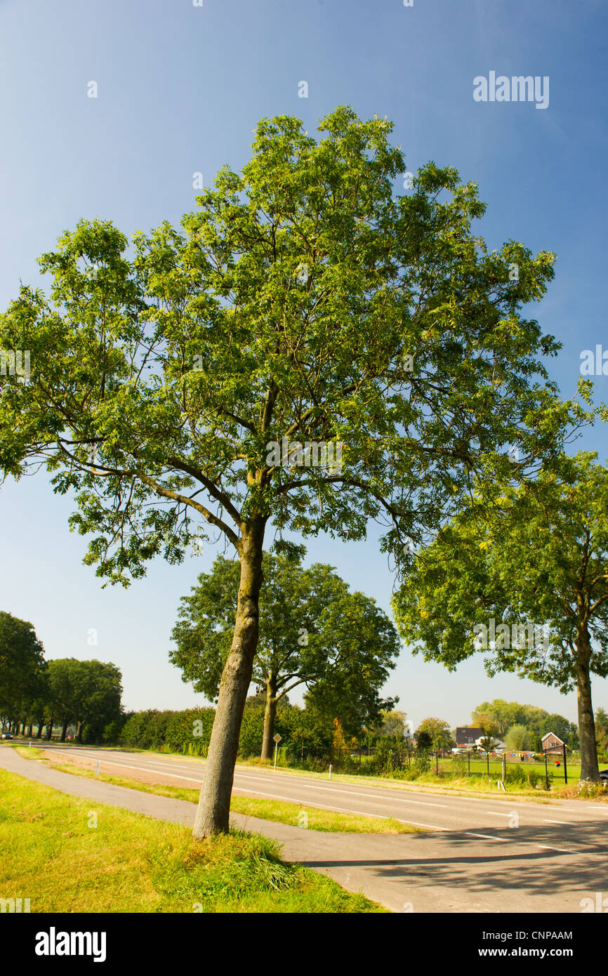 Vertical landscape with tree and lane in the summer Stock Photo - Alamy