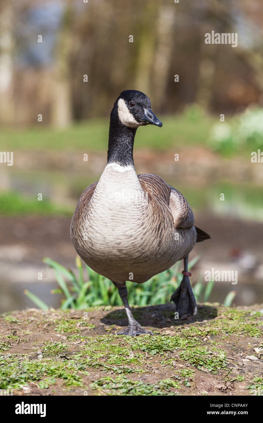 Slimbridge walking hi-res stock photography and images - Alamy