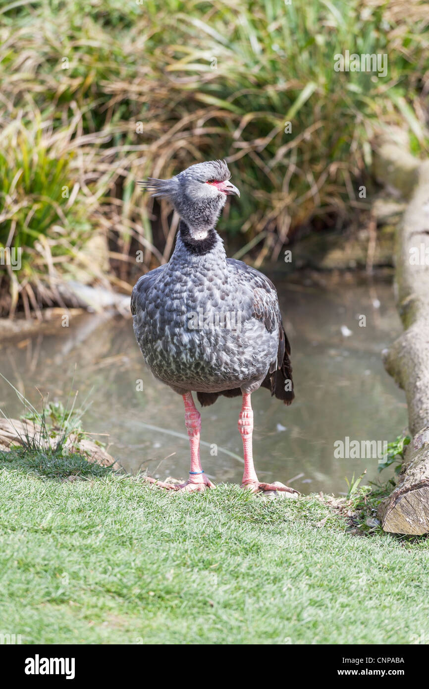 Crested screamer hi-res stock photography and images - Alamy