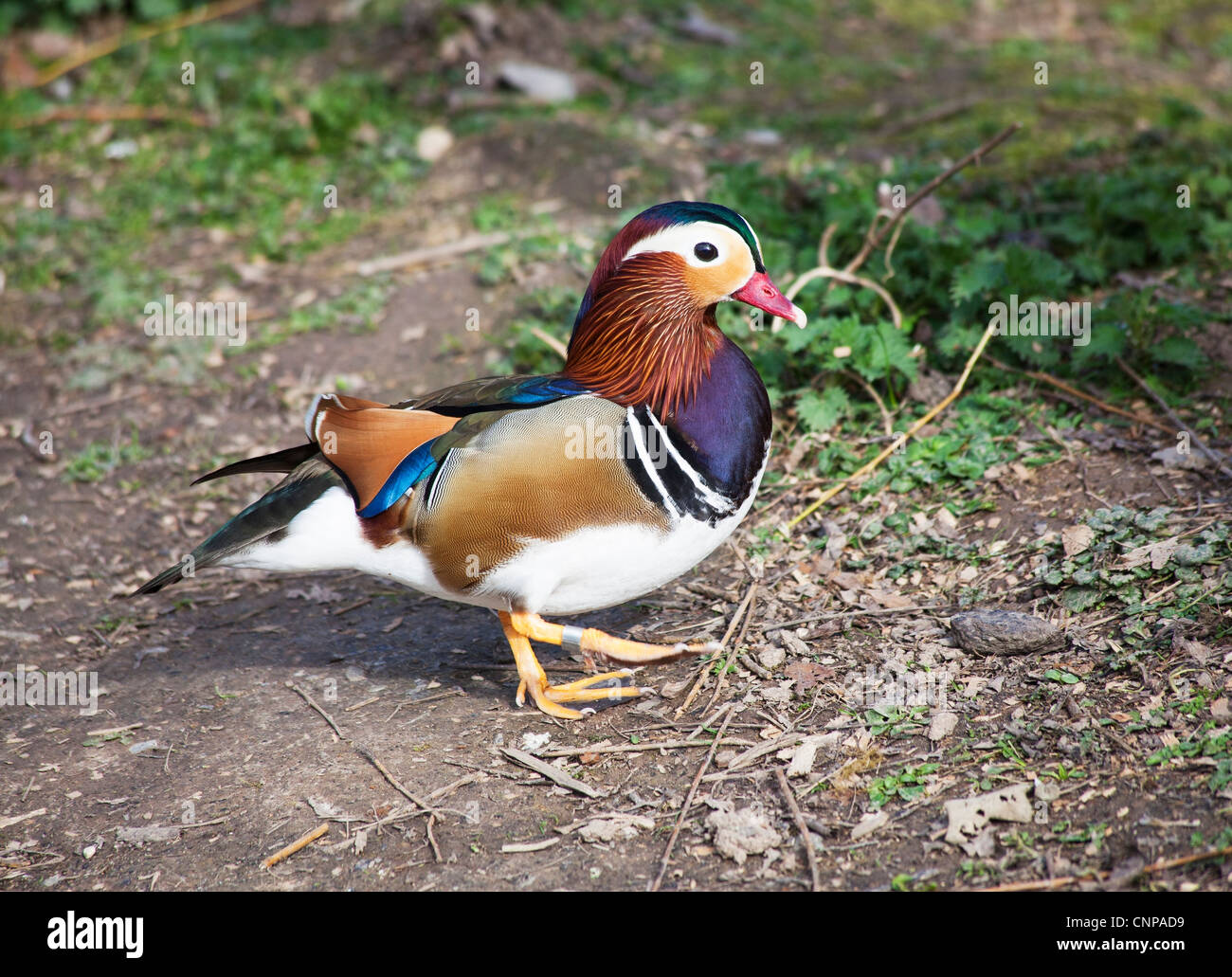 Mandarin duck (Aix galericulata) - male Stock Photo - Alamy