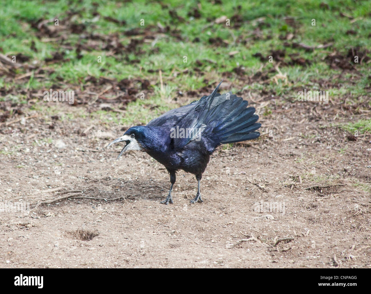 Cawing hi-res stock photography and images - Alamy