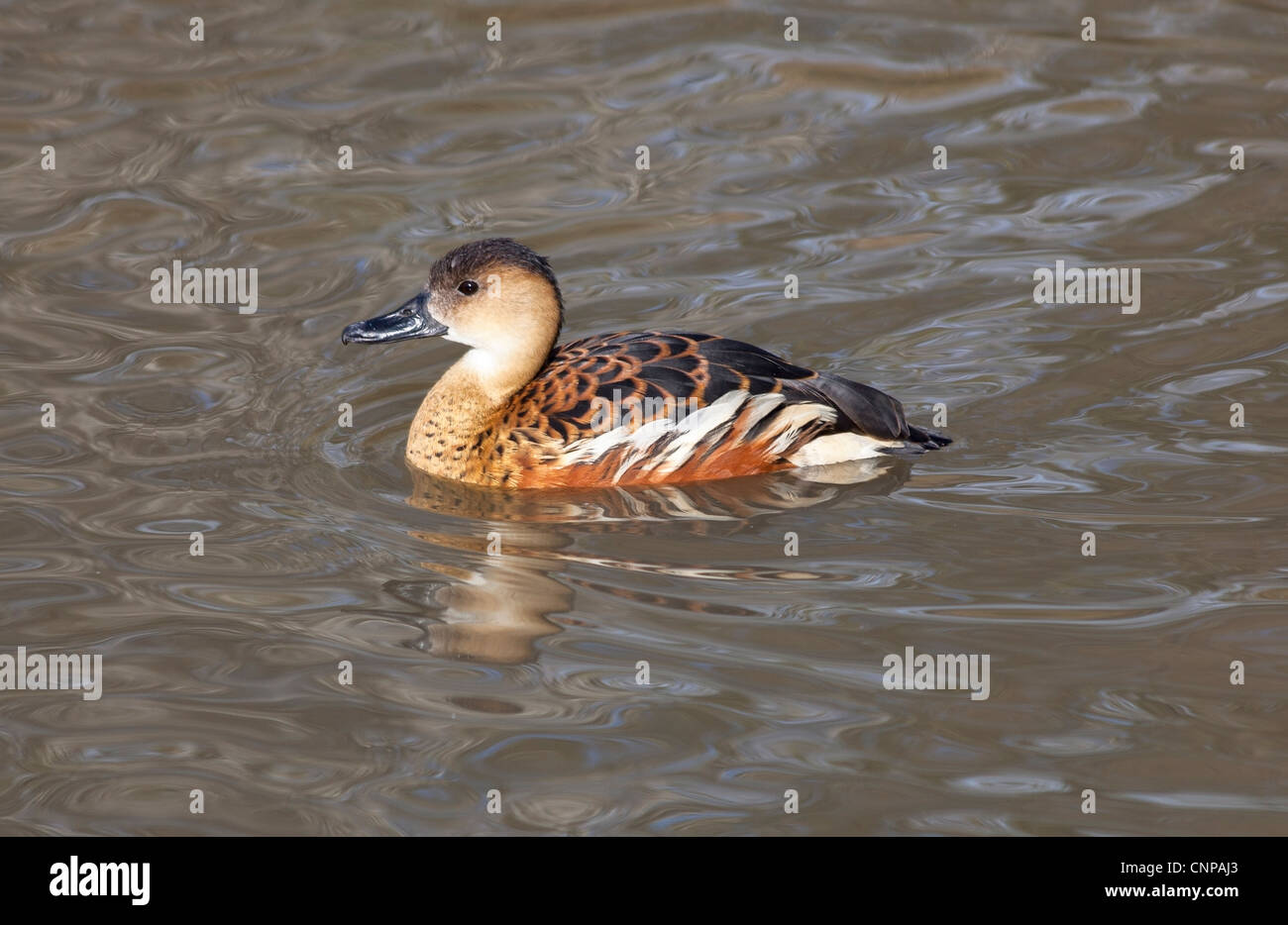 Australian duck hi-res stock photography and images - Alamy
