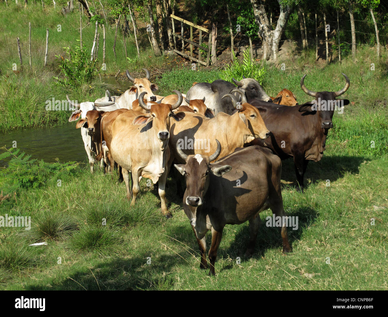 Herd indian cow cattle grazing hi-res stock photography and images - Alamy