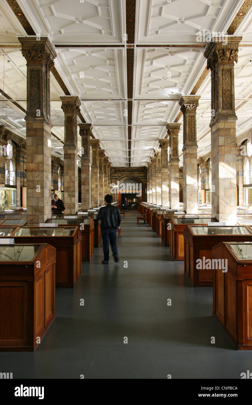 Room with fossil exhibits at the London Natural History Museum. England ...
