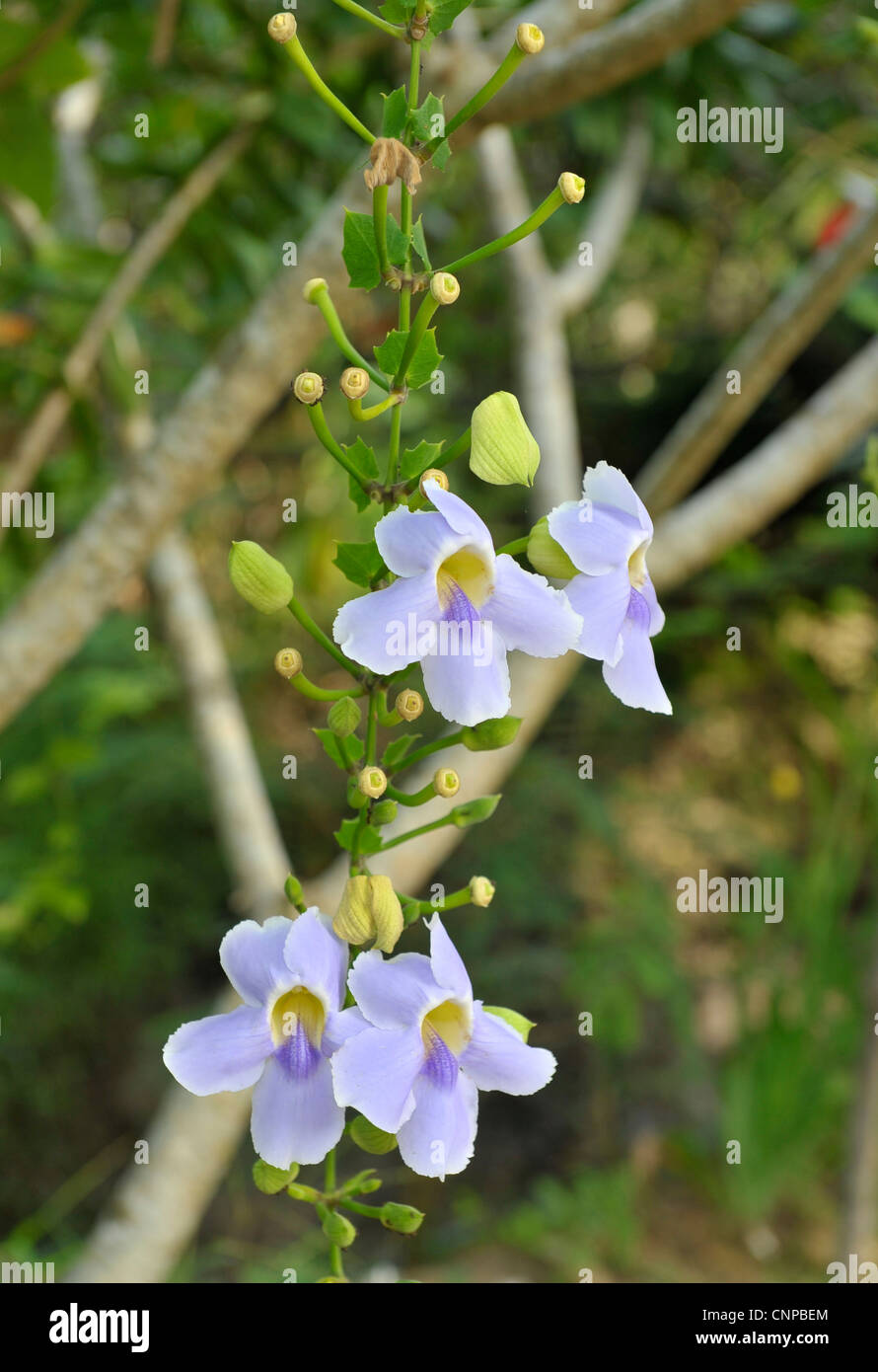 beautfiul blue flower, pong pang temple , samut sakhon. thailand Stock ...