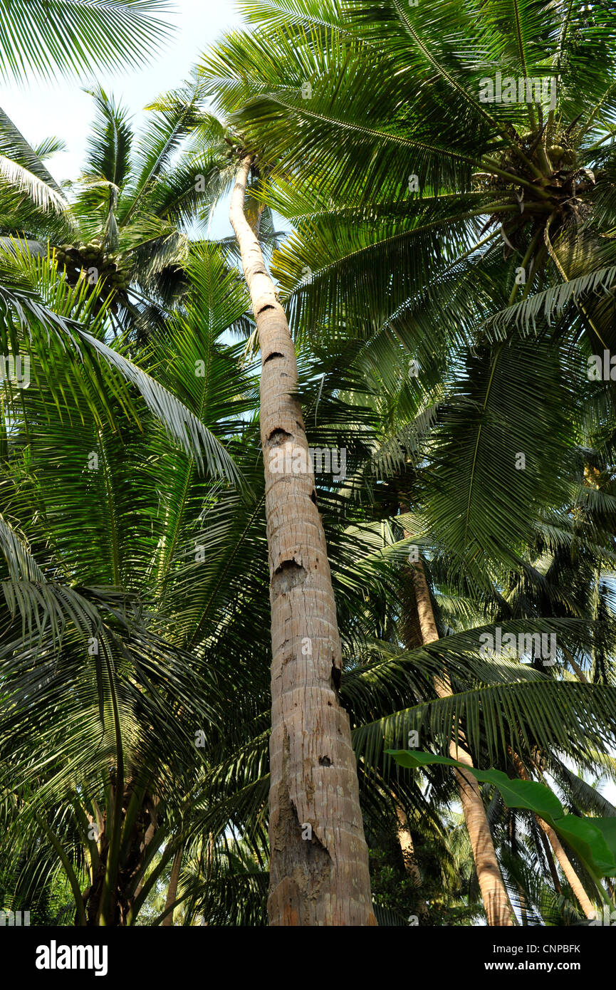 coconut tree with cut outs for climbing tree by coconut cutters, samut ...