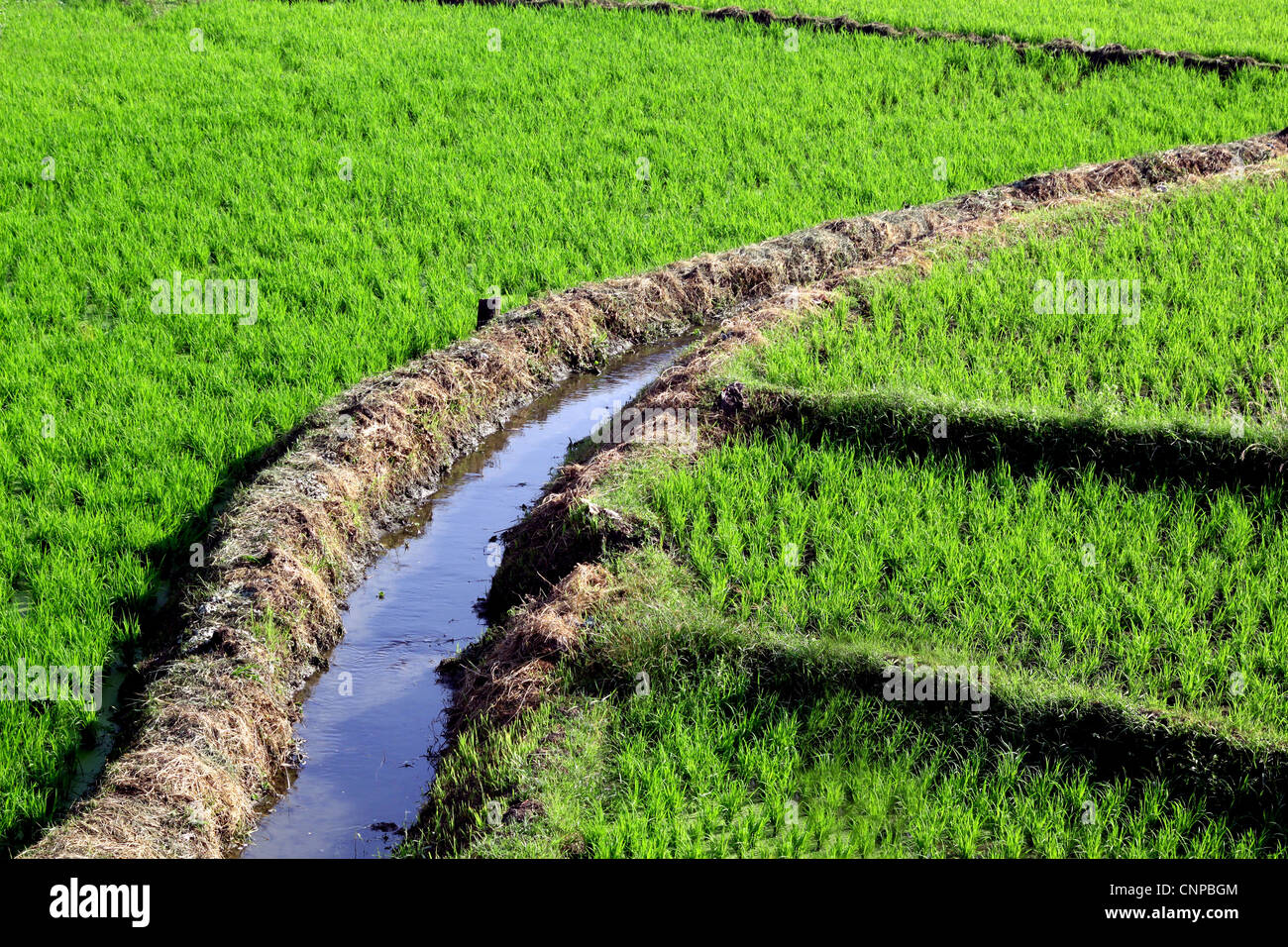 Small irrigation on a ricefield Stock Photo - Alamy