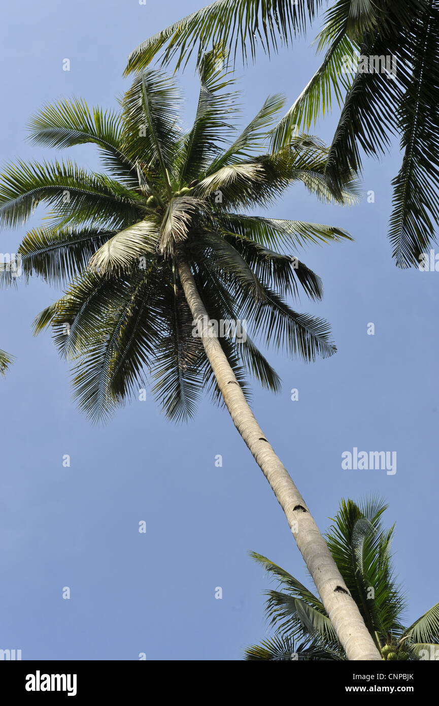 coconut tree with cut outs for climbing tree by coconut cutters, samut ...