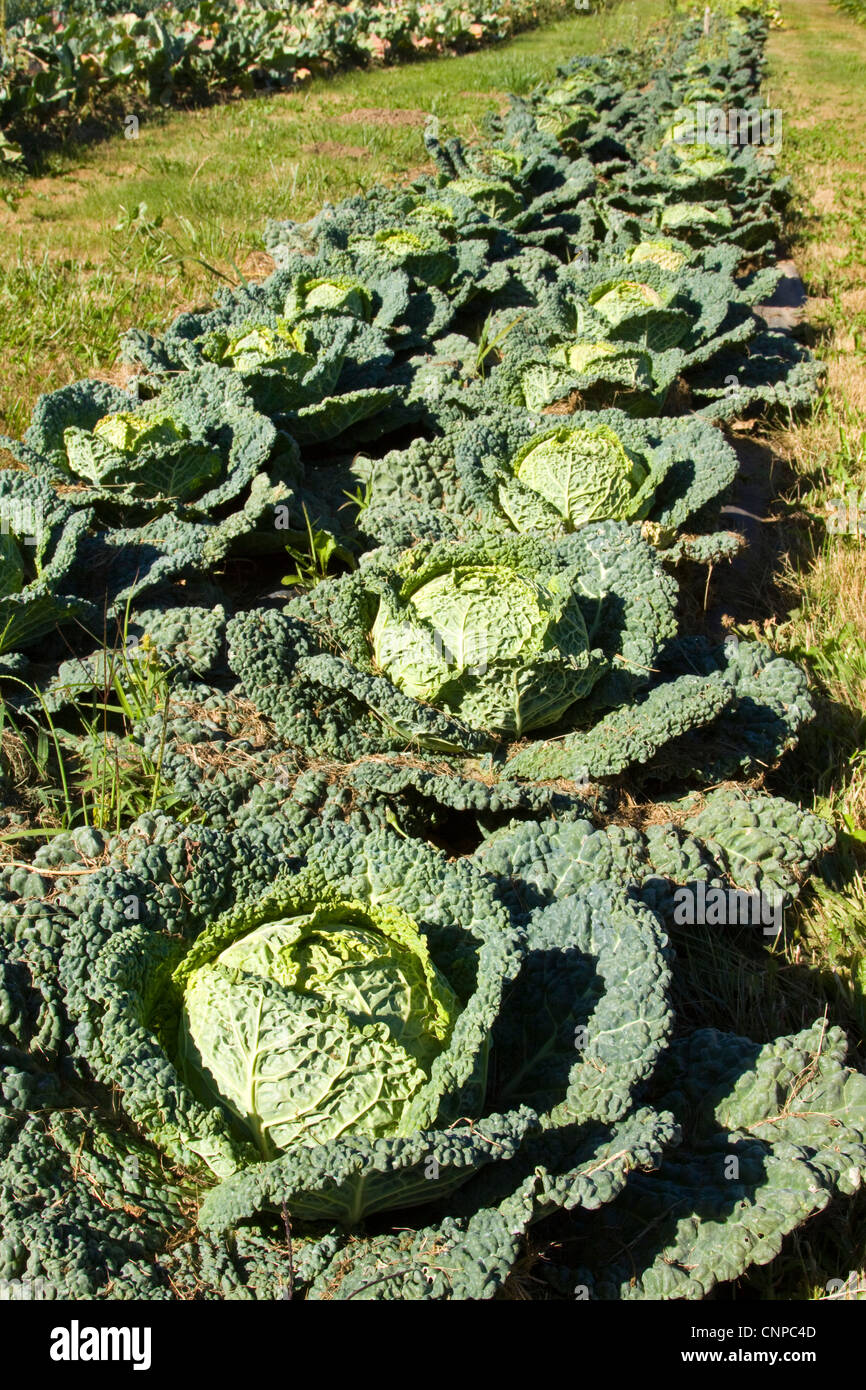 Organic Cabbage Garden Stock Photo - Alamy