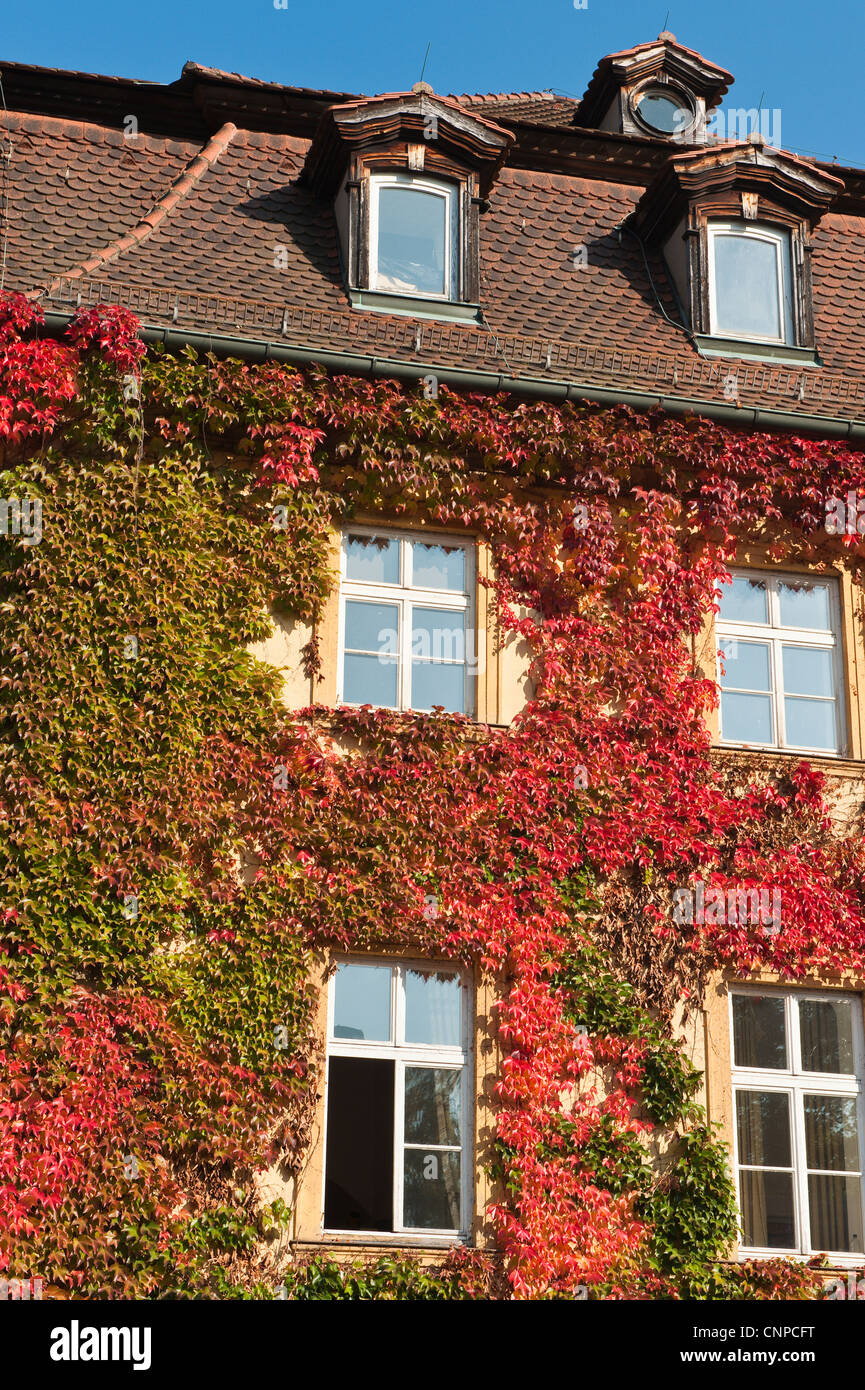 Ivy growing house wall autumn architecture hi-res stock photography and ...