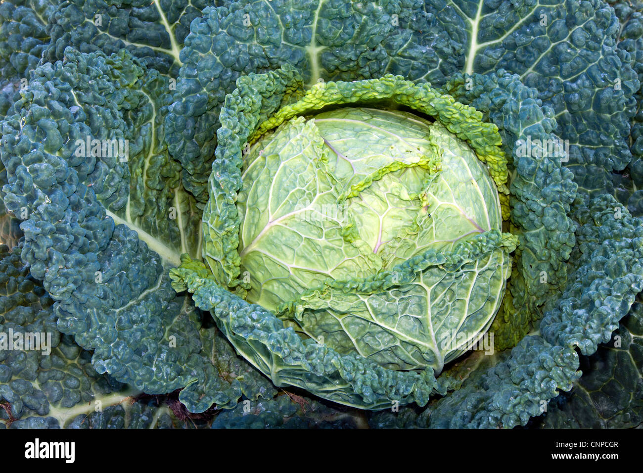 Certified organic farm hi-res stock photography and images - Alamy