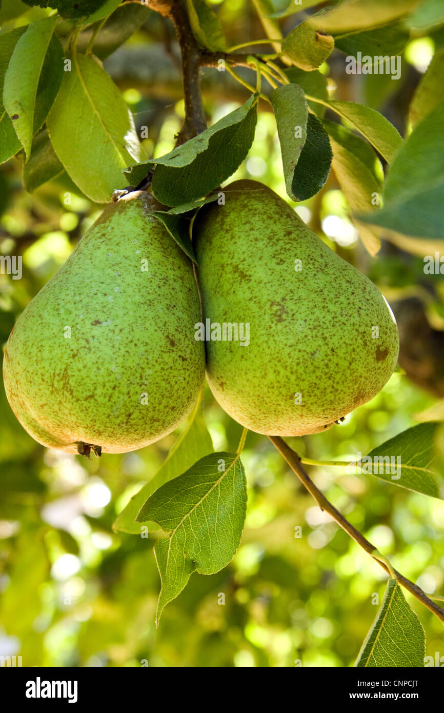 Growing of fruit crops hi-res stock photography and images - Alamy