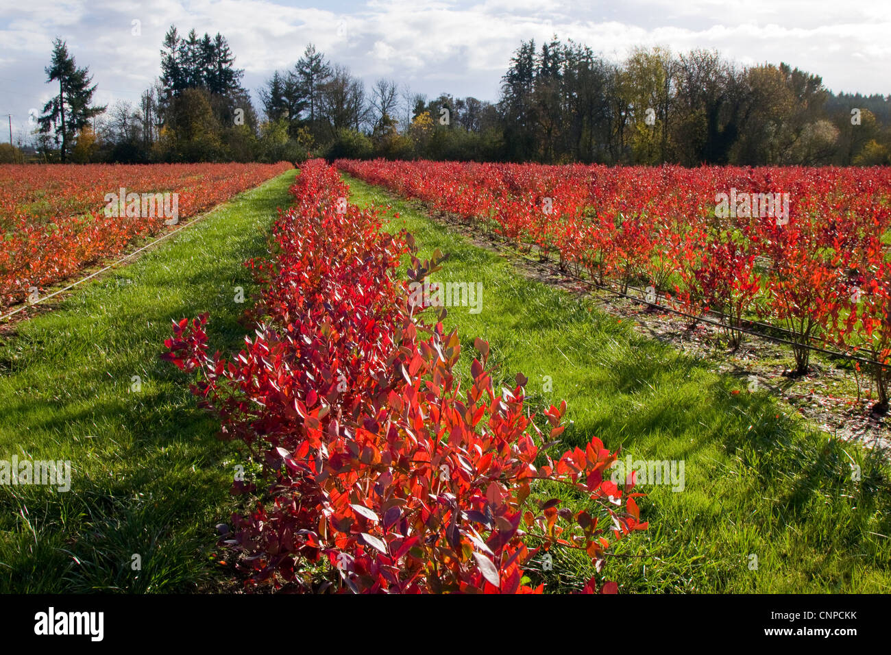 Organic blueberry field with beautiful fall colors located in Oregon ...