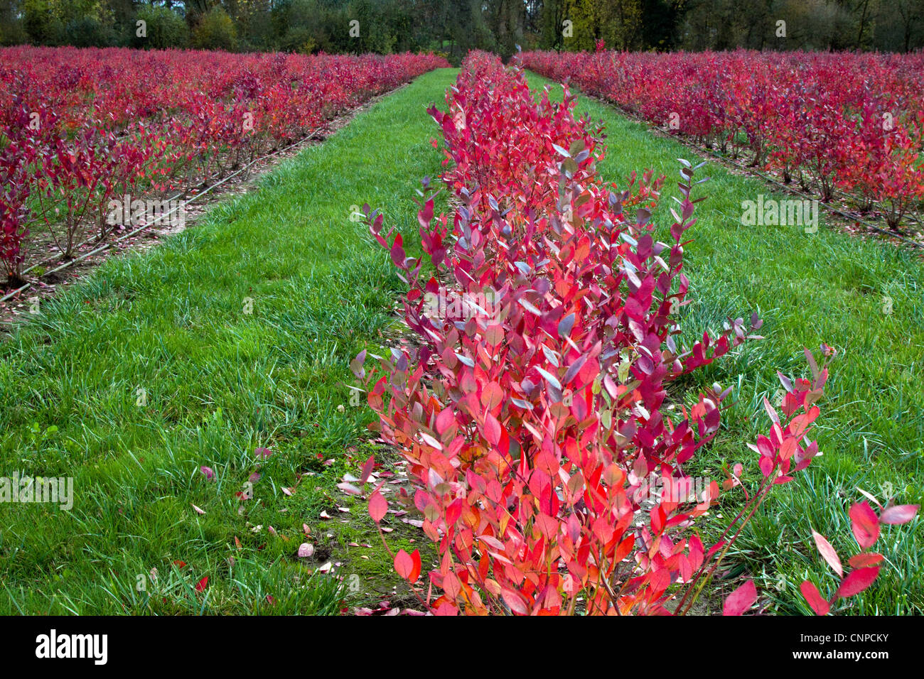 Organic blueberry field with beautiful fall colors located in Oregon ...