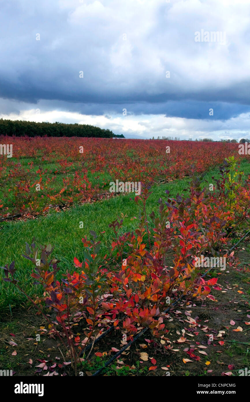Organic blueberry field with beautiful fall colors and stormy sky ...