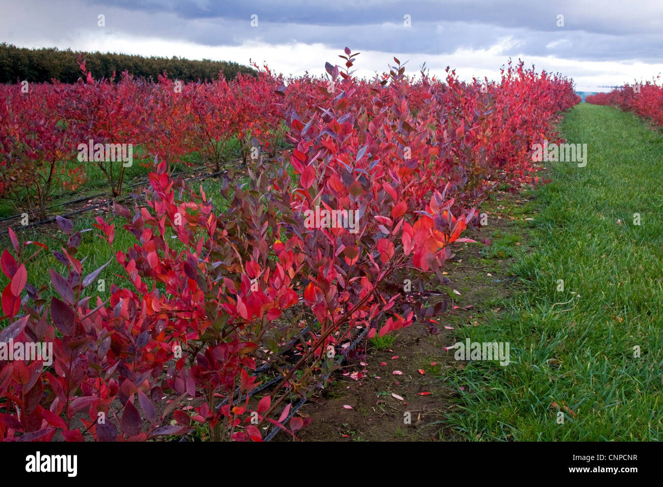Organic blueberry field with beautiful fall colors located in Oregon ...