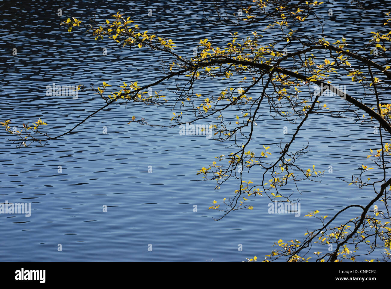 Tree near lake hi-res stock photography and images - Alamy