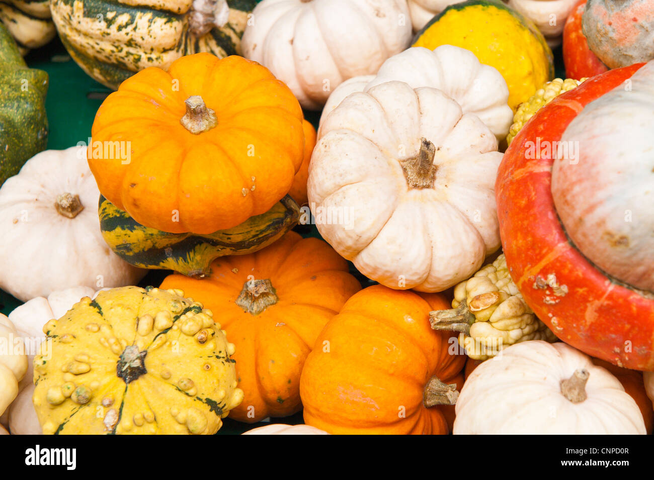 Squash at the local market in Stock Photo - Alamy