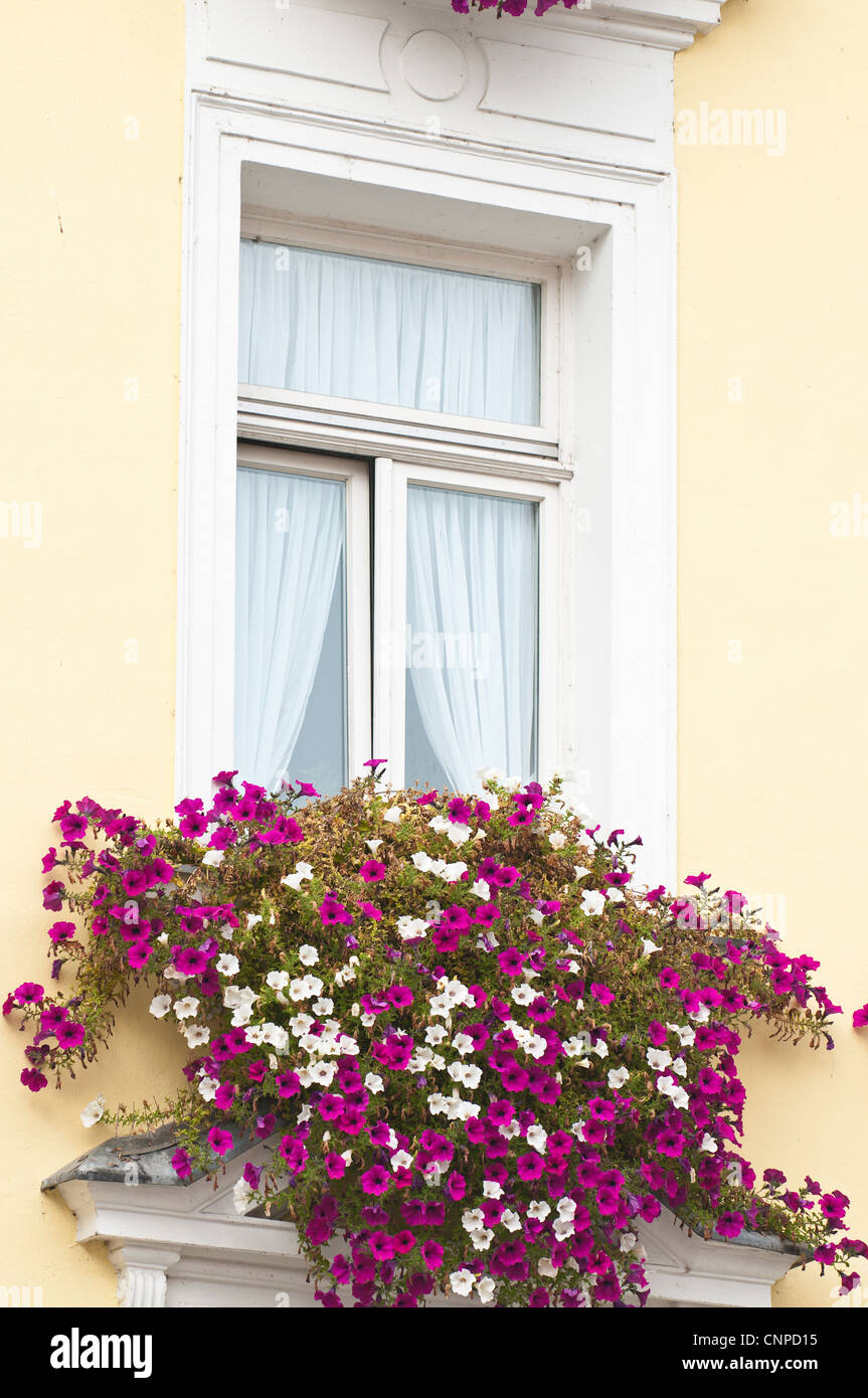 Window flower box Passau, Germany Stock Photo - Alamy