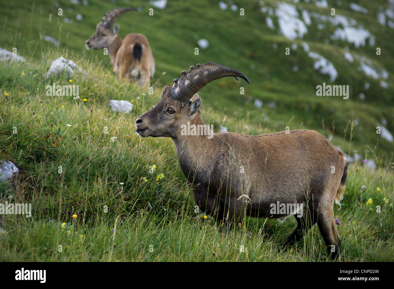 Capricorn ibex hi-res stock photography and images - Alamy