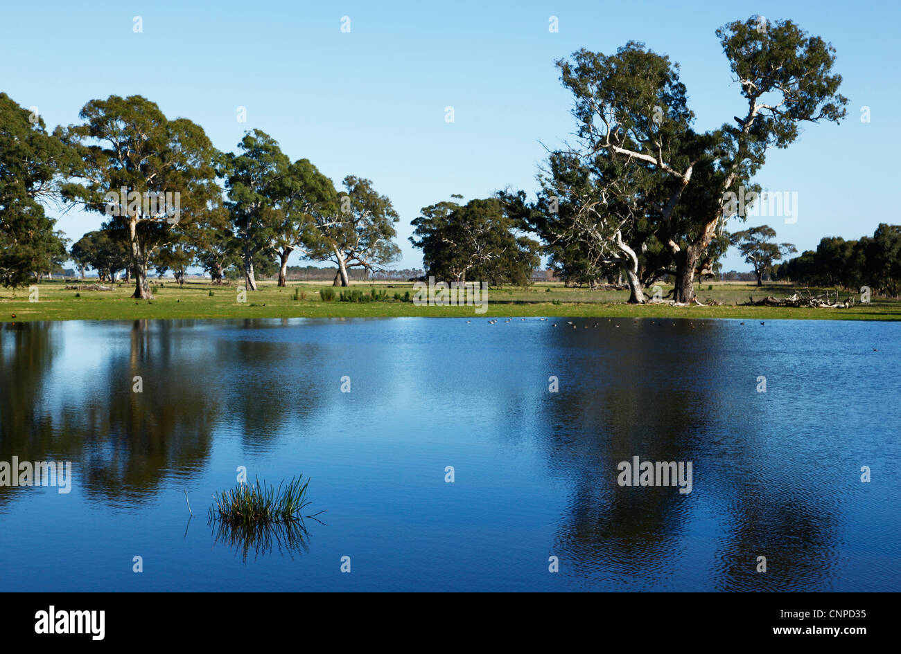 Coonawarra wetlands on a farm Stock Photo - Alamy