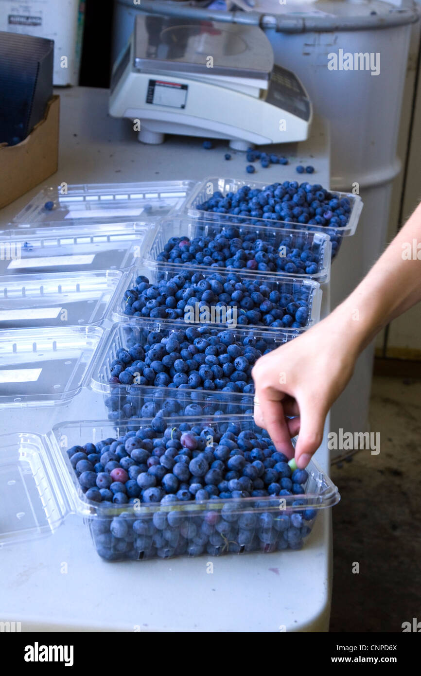 Oregon fruit blueberries hi-res stock photography and images - Alamy