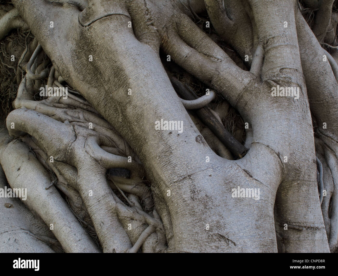 Ficus religiosa sacred fig tree hi-res stock photography and images - Alamy