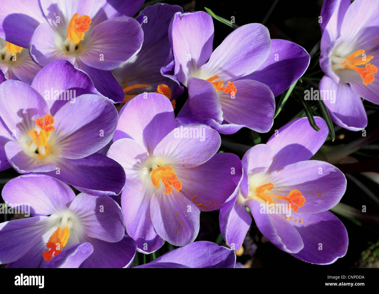 3741. Crocus, Kent, England Stock Photo - Alamy