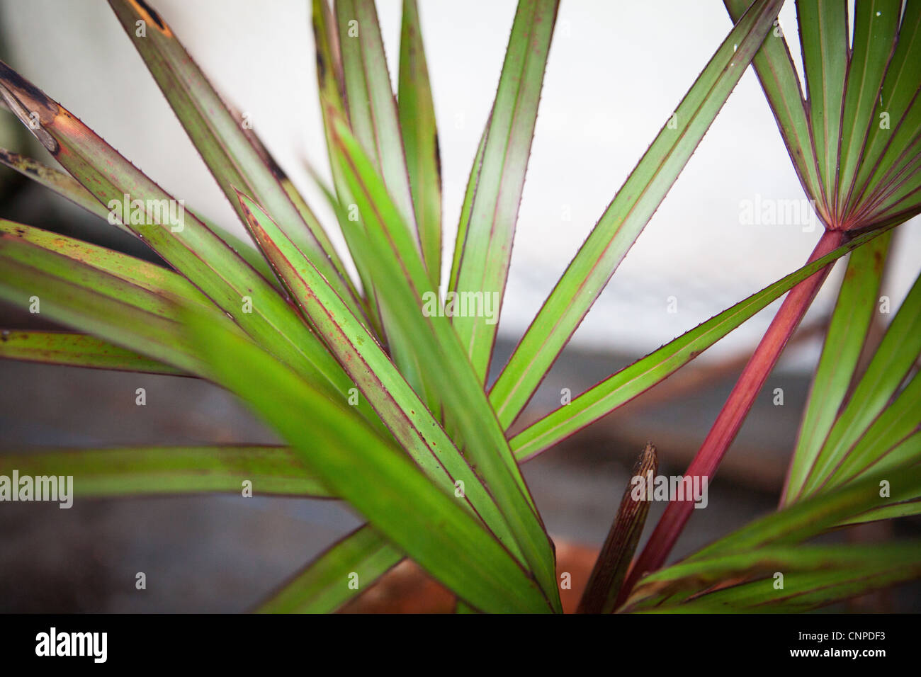 Latania lontaroides Plant detail - Botanical Photographs Stock Photo ...