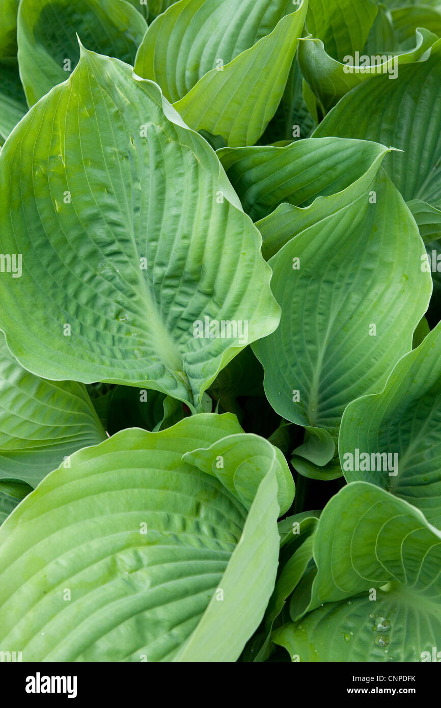 Hosta Leaves - Plant detail - Botanical Photographs Stock Photo - Alamy