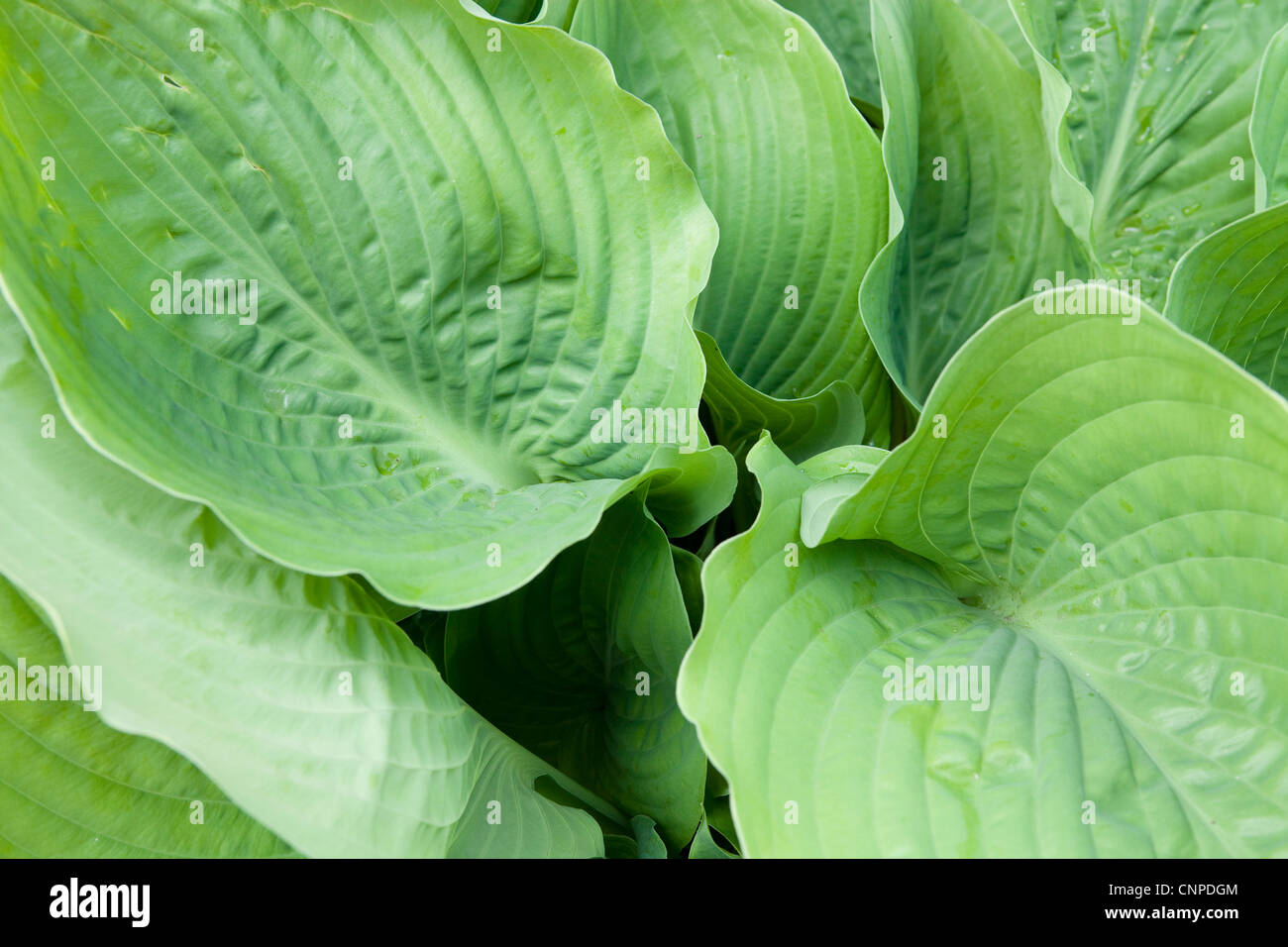 Hosta Leaves - Plant detail - Botanical Photographs Stock Photo - Alamy