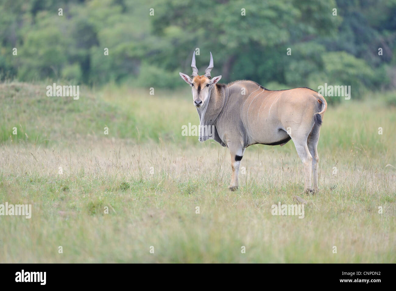 Common eland southern eland eland hi-res stock photography and images ...