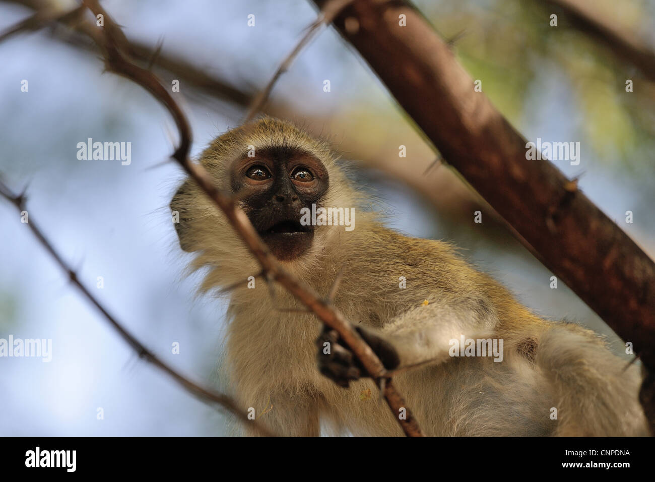 Vervet monkey - Grivet Monkey - Green monkey - Savanna monkey ...