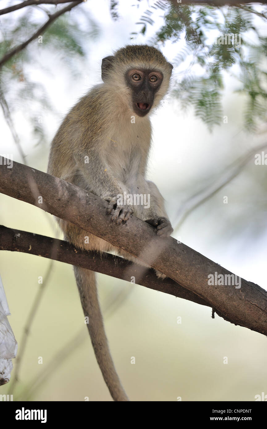 Vervet monkey - Grivet Monkey - Green monkey - Savanna monkey ...