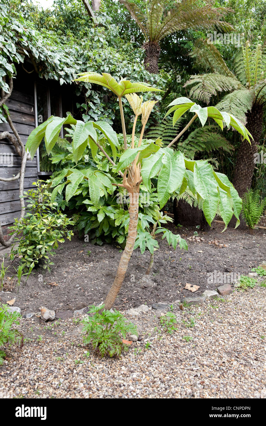 Tetrapanax papyrifer Rex Plant detail - Botanical Photographs Stock ...