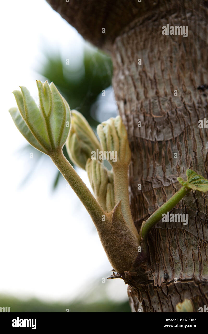 Tetrapanax papyrifer Rex Plant detail - Botanical Photographs Stock ...