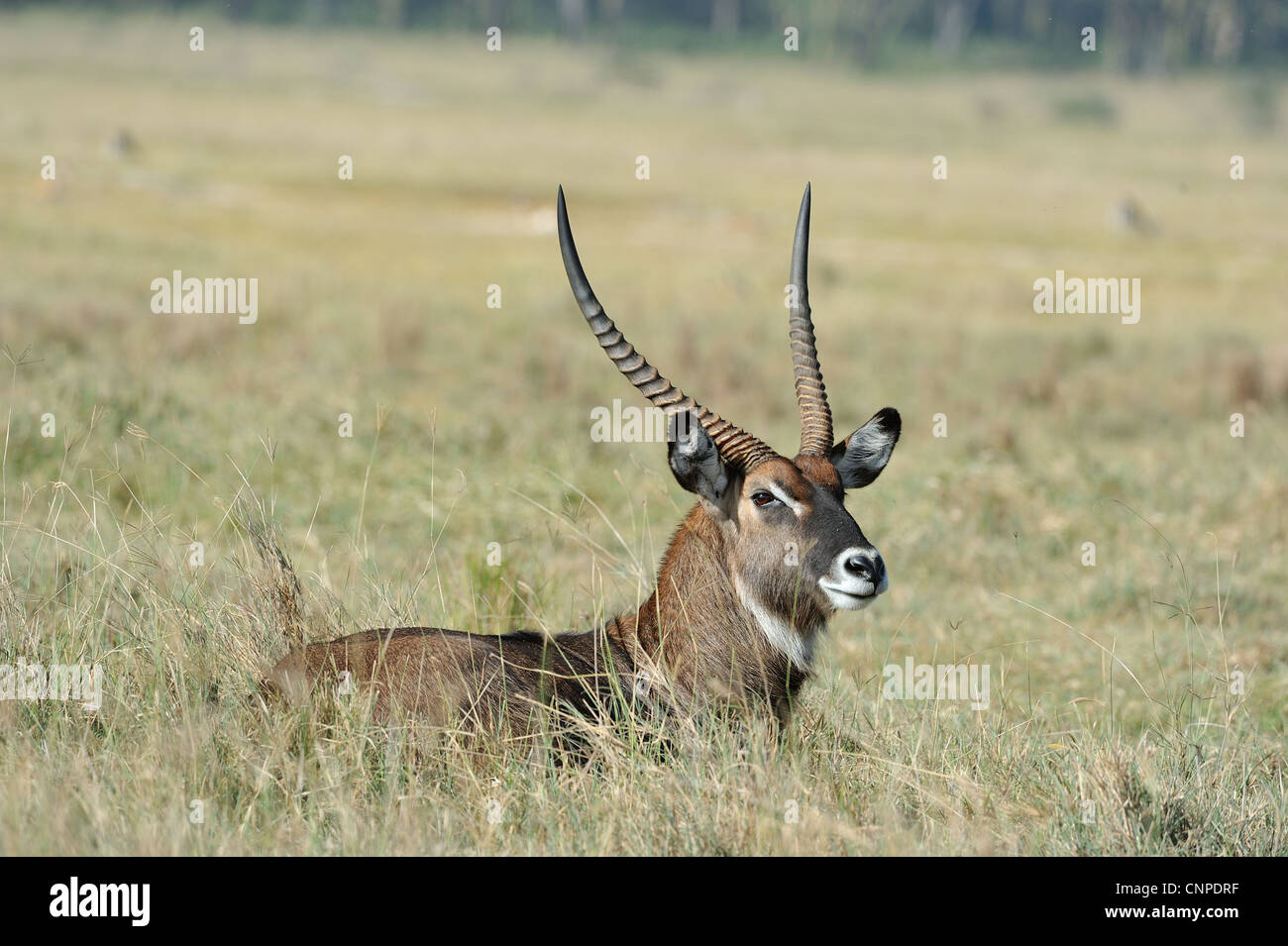 Defassa waterbuck (Kobus defassa) male lying in the grass at Nakuru NP ...