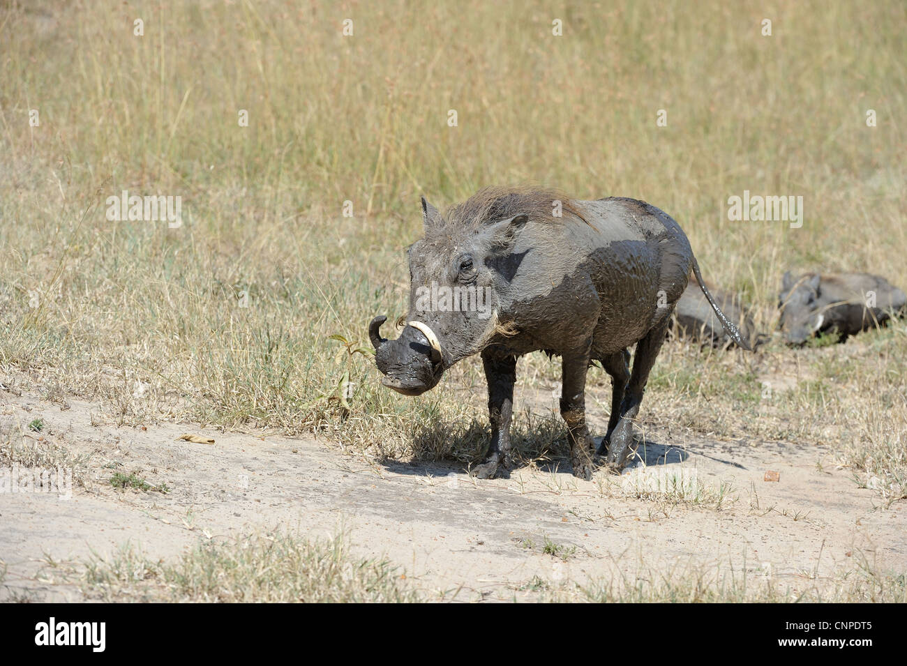 Desert warthog (Phacochoerus aethiopicus) coming out its mud-bath Masai ...